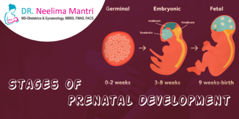 Stages of Prenatal Development | Dr Neelima Mantri