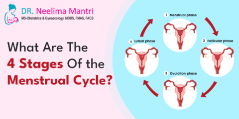 What Are The 4 Stages Of the Menstrual Cycle?